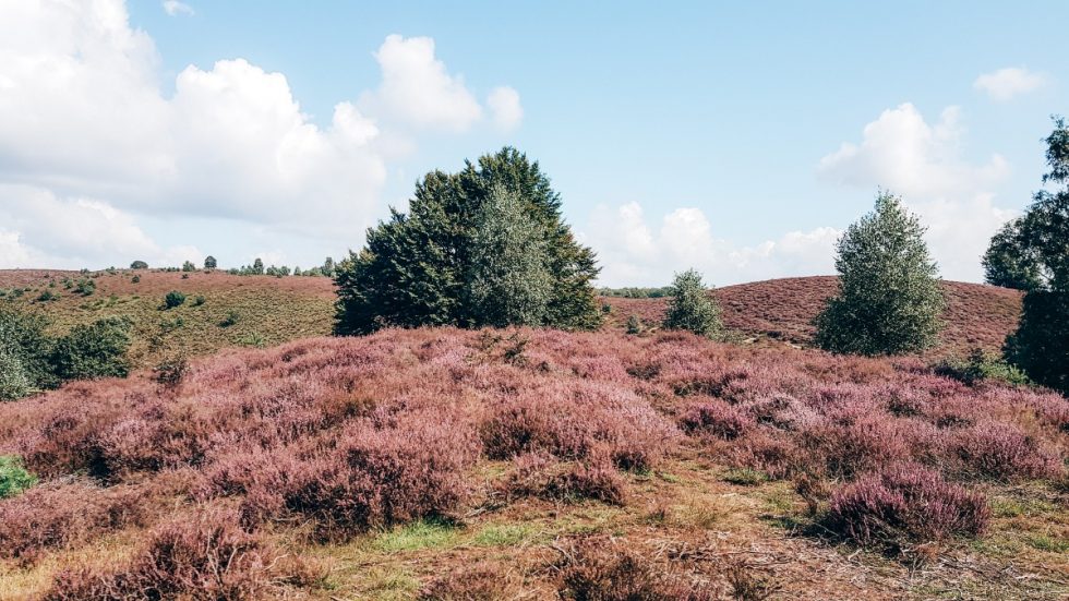 Wandelen over de heide bij de Posbank Veluwe | Kim around the World
