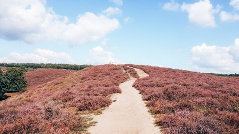 Wandelen over de heide bij de Posbank Veluwe | Kim around the World